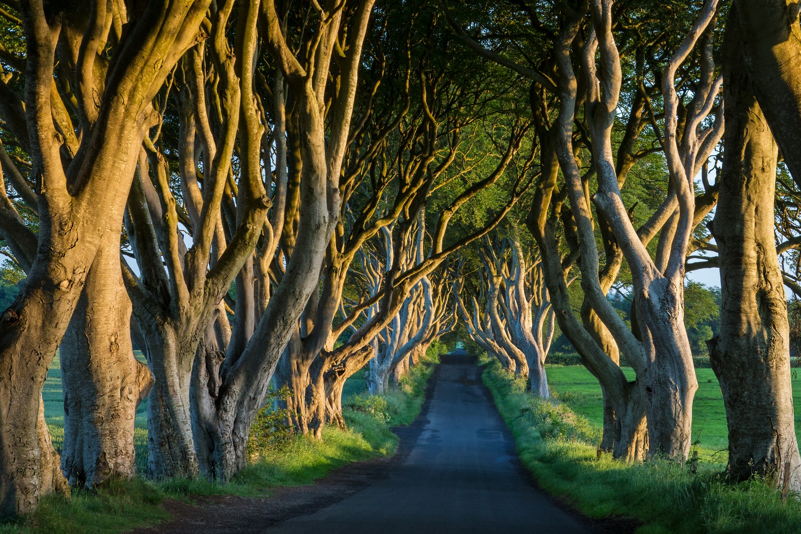 The Dark Hedges - Biglietti, orari e info utili